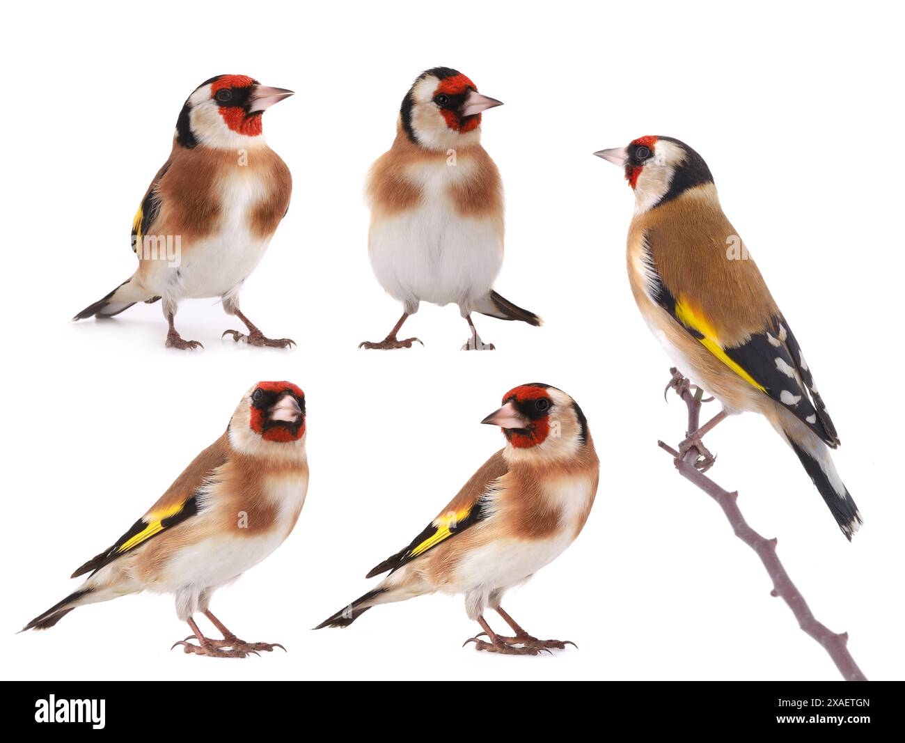 goldfinch bird in different positions isolated on white background ...