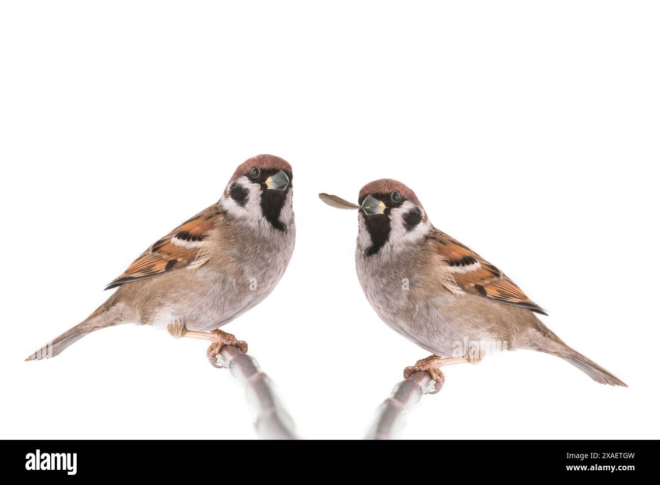 two sparrow isolated on a white background Stock Photo - Alamy