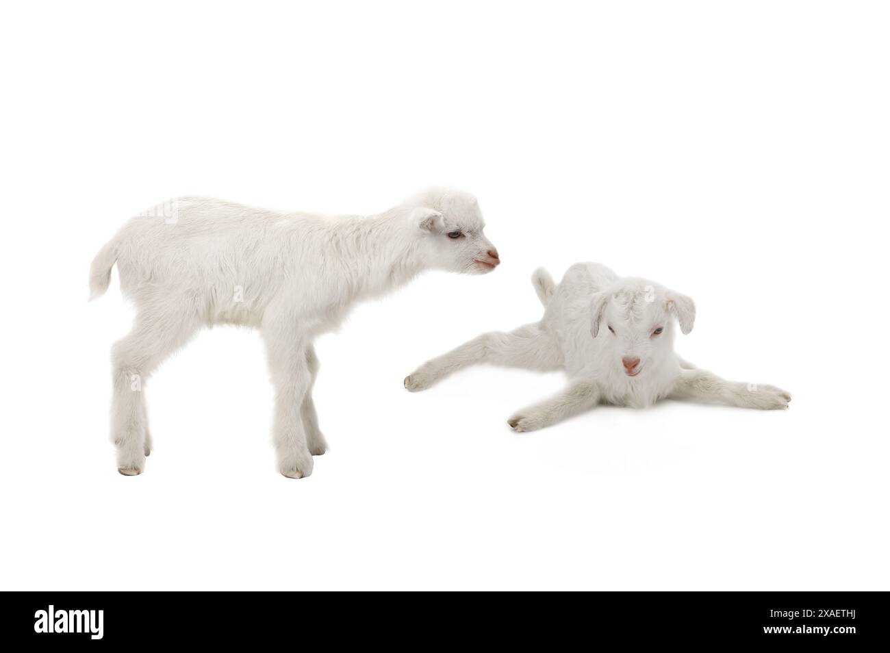 two goat kid isolated on white background. studio shot Stock Photo - Alamy
