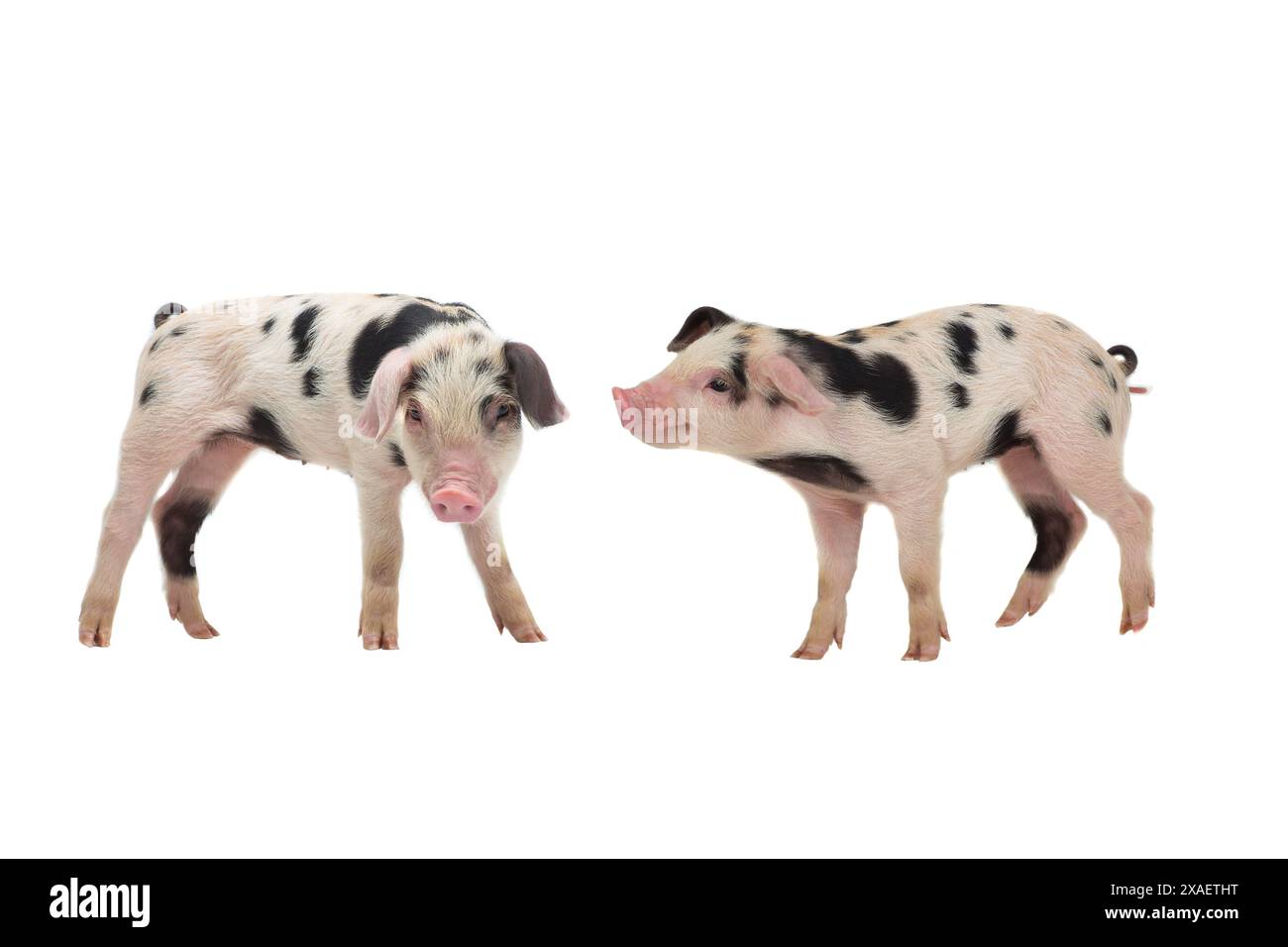 Two little pigs isolated on white background Stock Photo - Alamy