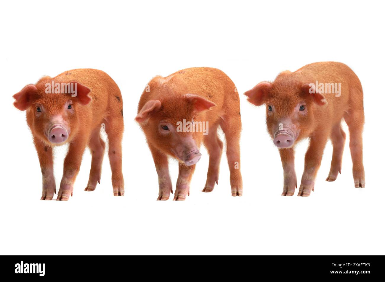 three red pig on a white background Stock Photo - Alamy
