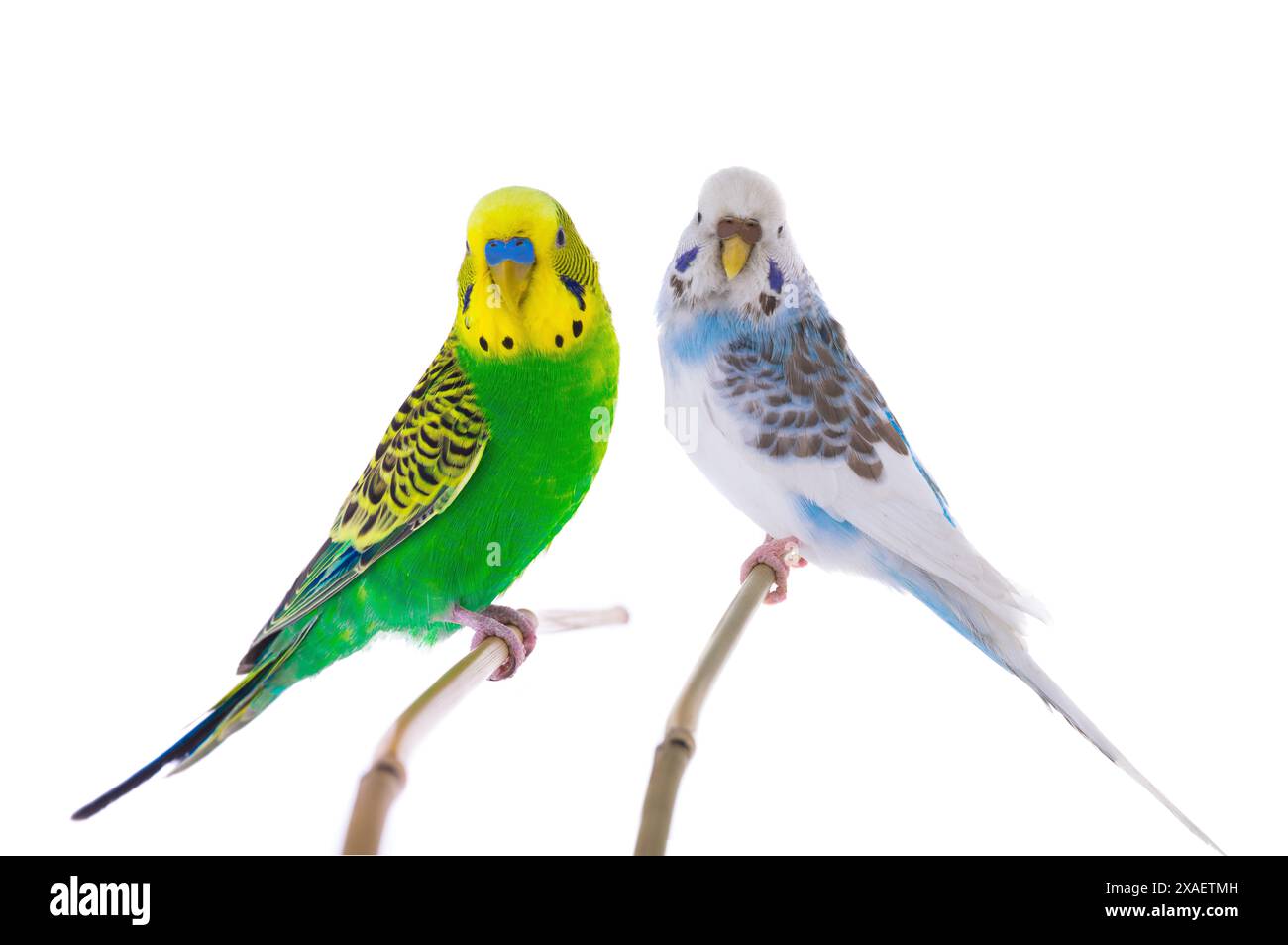 white budgie and green budgie isolated on white background Stock Photo ...