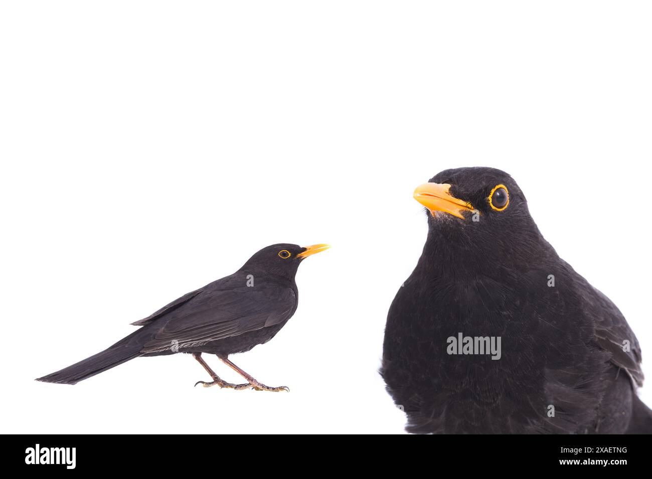 portrait blackbird (Turdus merula) isolated on a white background Stock ...