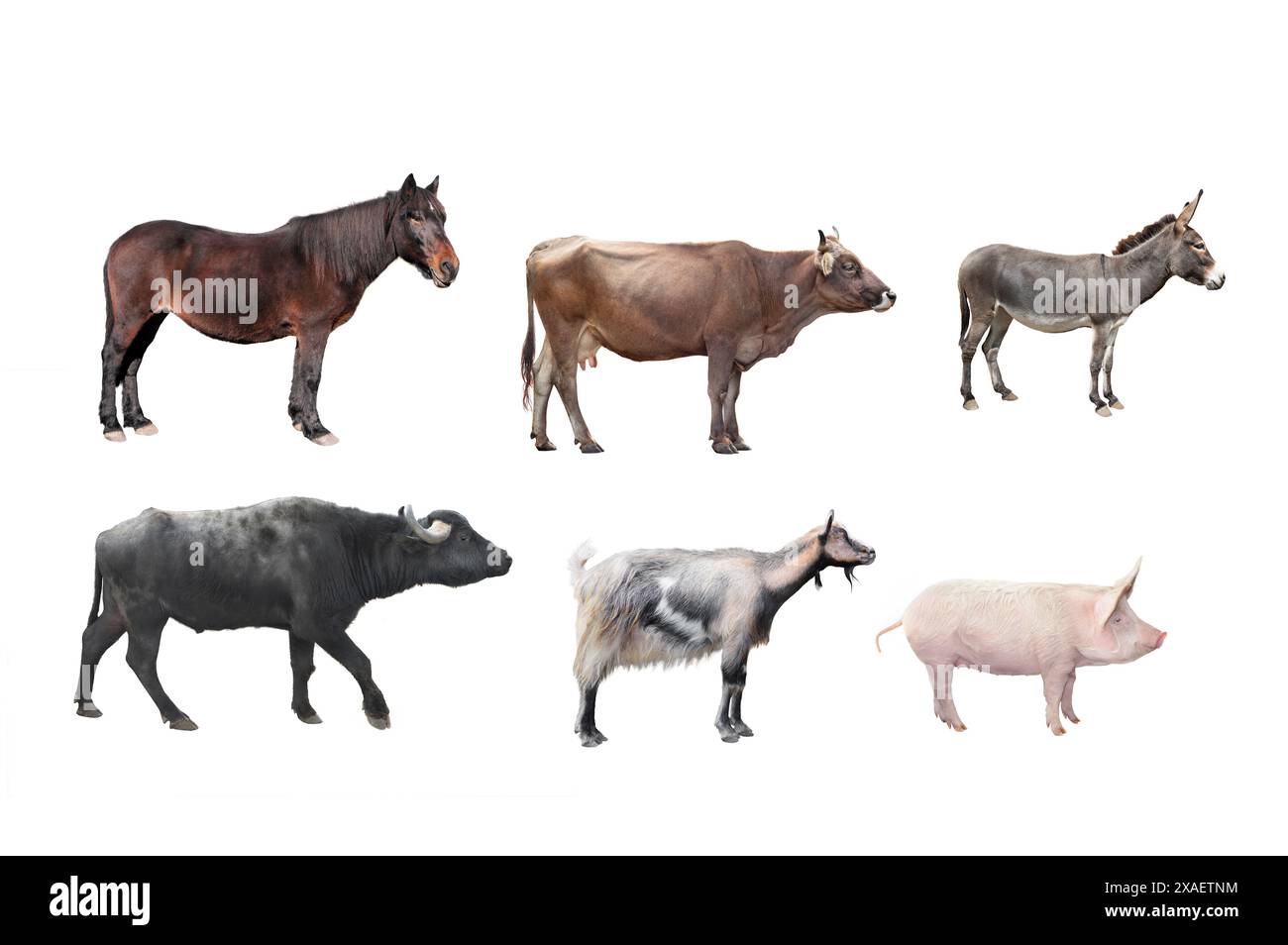 horned rural cattle isolated on white background Stock Photo - Alamy