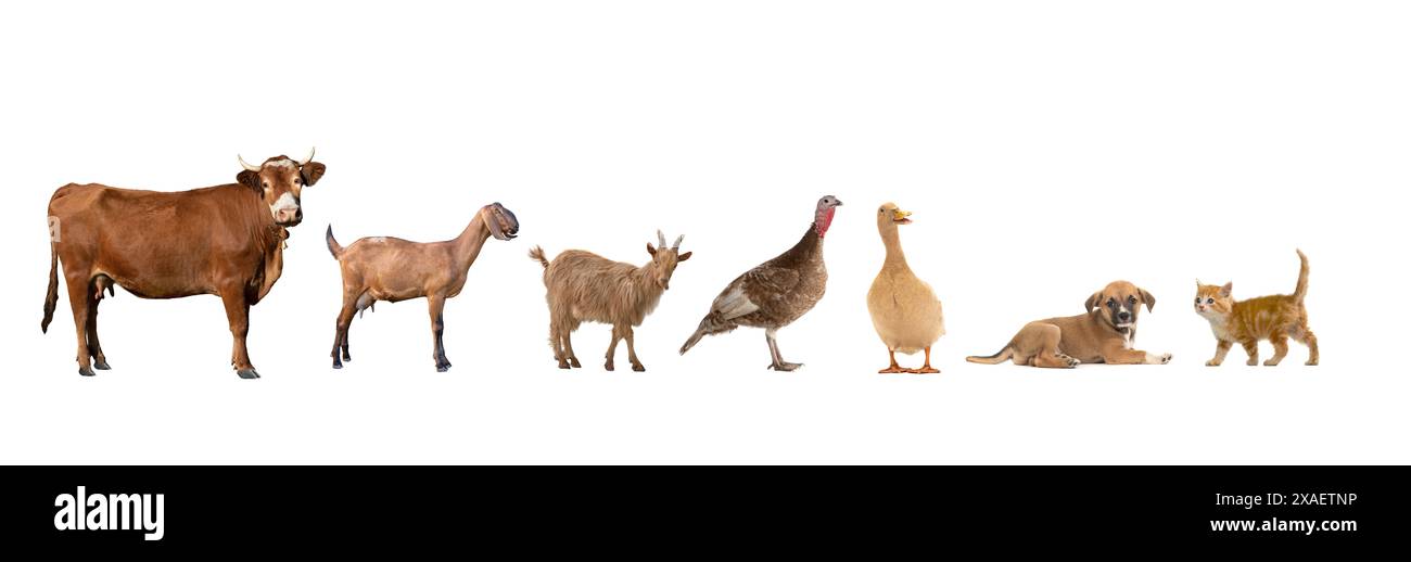 rural animals isolated on white background Stock Photo - Alamy