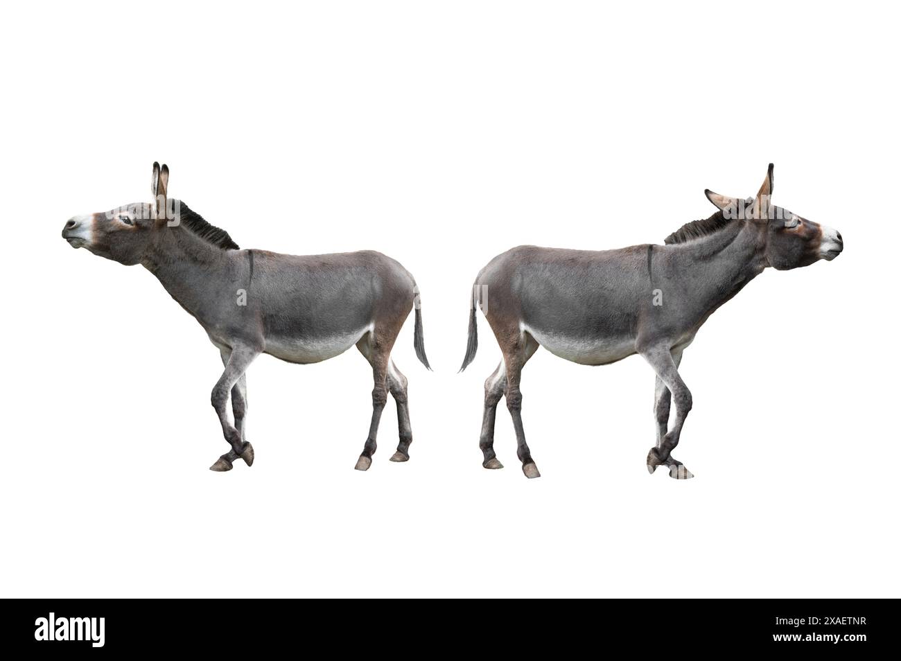 two donkeys walk away from each other isolated on white background ...