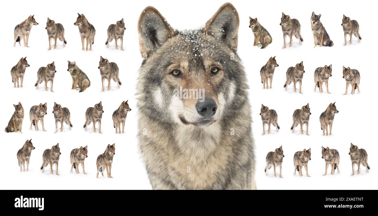 collage of wolves (canis lupus) isolated on snow on a white background ...