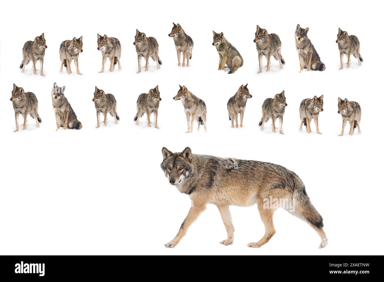 collage of wolves (canis lupus) isolated on snow on a white background ...