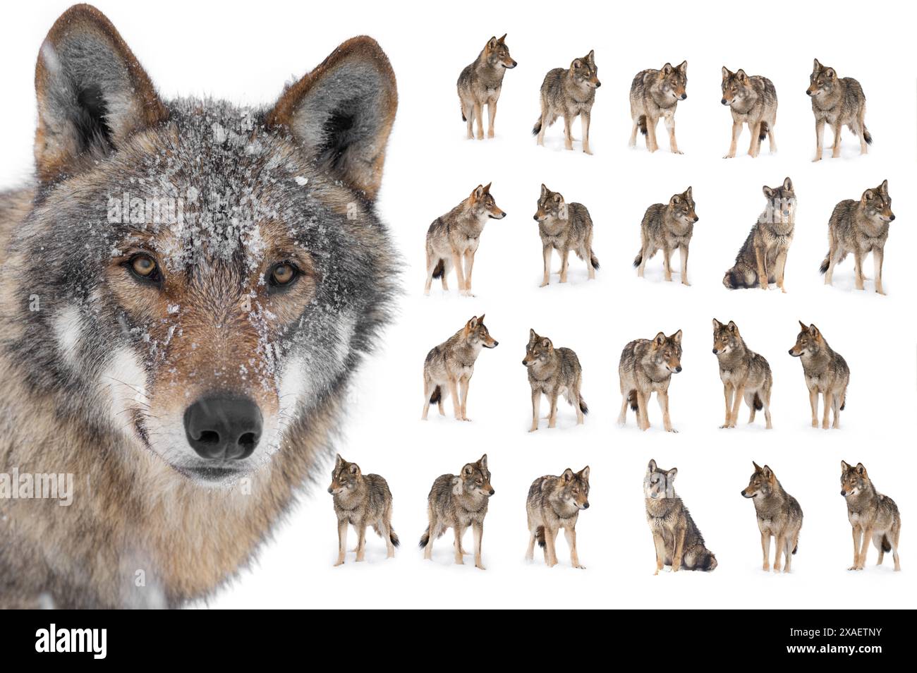 collage of wolves (canis lupus) isolated on snow on a white background ...