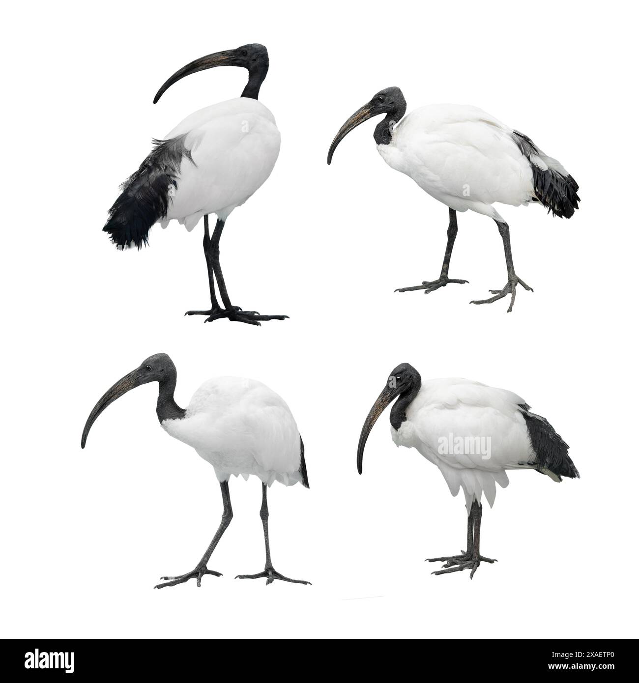 set african sacred ibis isolated on white background Stock Photo - Alamy
