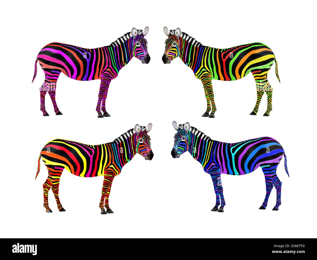 set painted zebra isolated on white background Stock Photo - Alamy