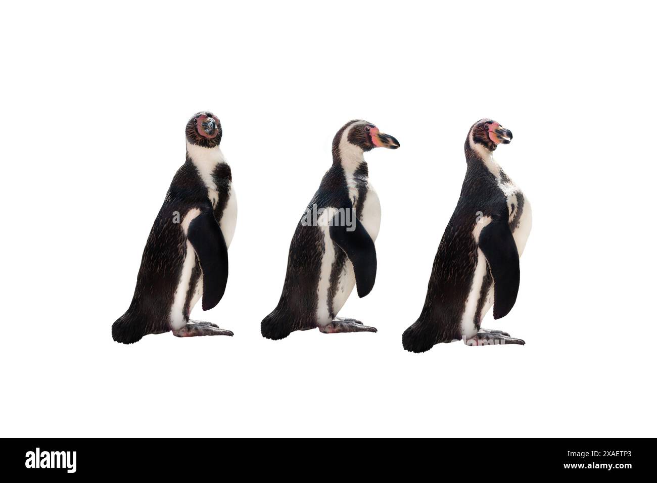 three penguin isolated on white background Stock Photo - Alamy