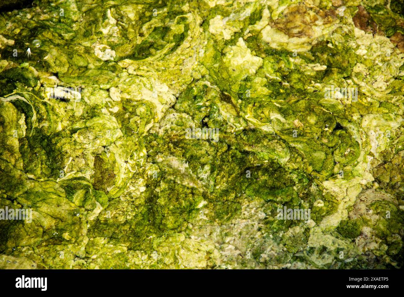 Molds, mineral and vegetal deposits in the lake waters, Solfatara ...