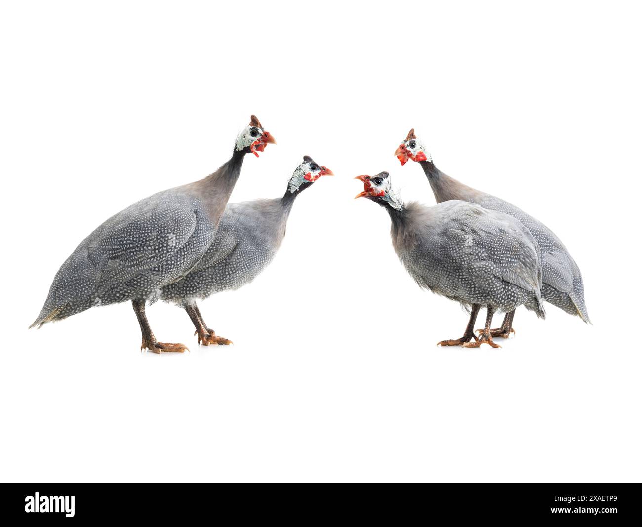 male and female blue guinea fowls isolated on white background Stock ...