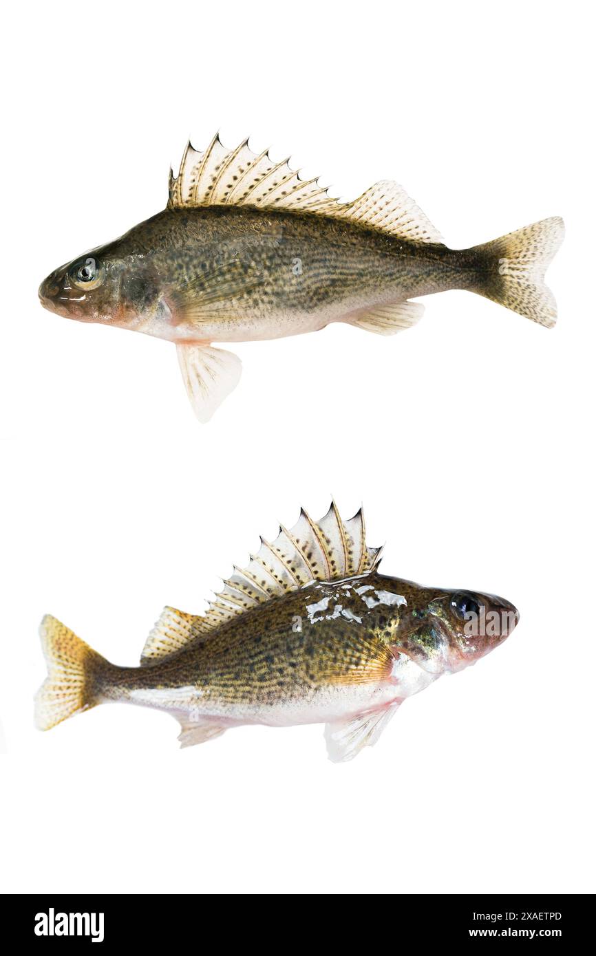 Fish ruff (Gymnocephalus cernuus) isolated on white background Stock ...