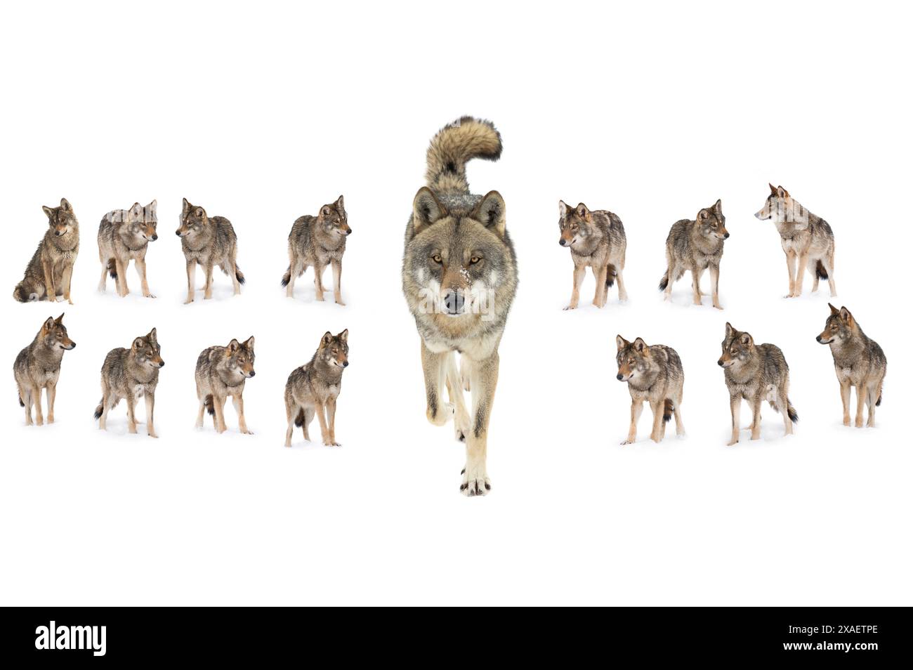pack of wolves (canis lupus) isolated on snow on a white background ...