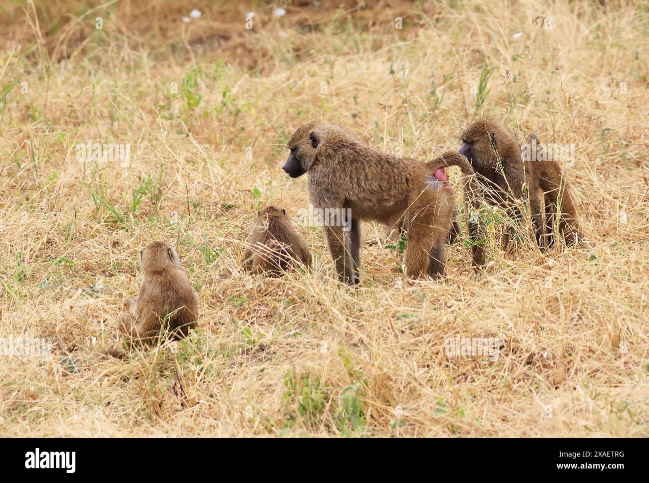 Patio anubis hi-res stock photography and images - Alamy