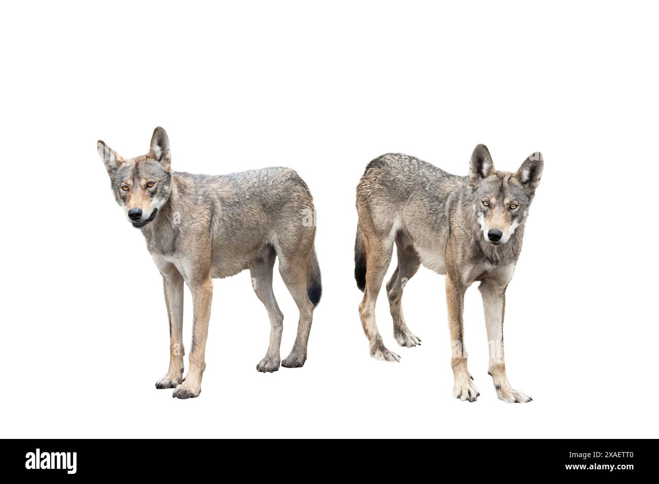 wolf isolated on white background Stock Photo - Alamy