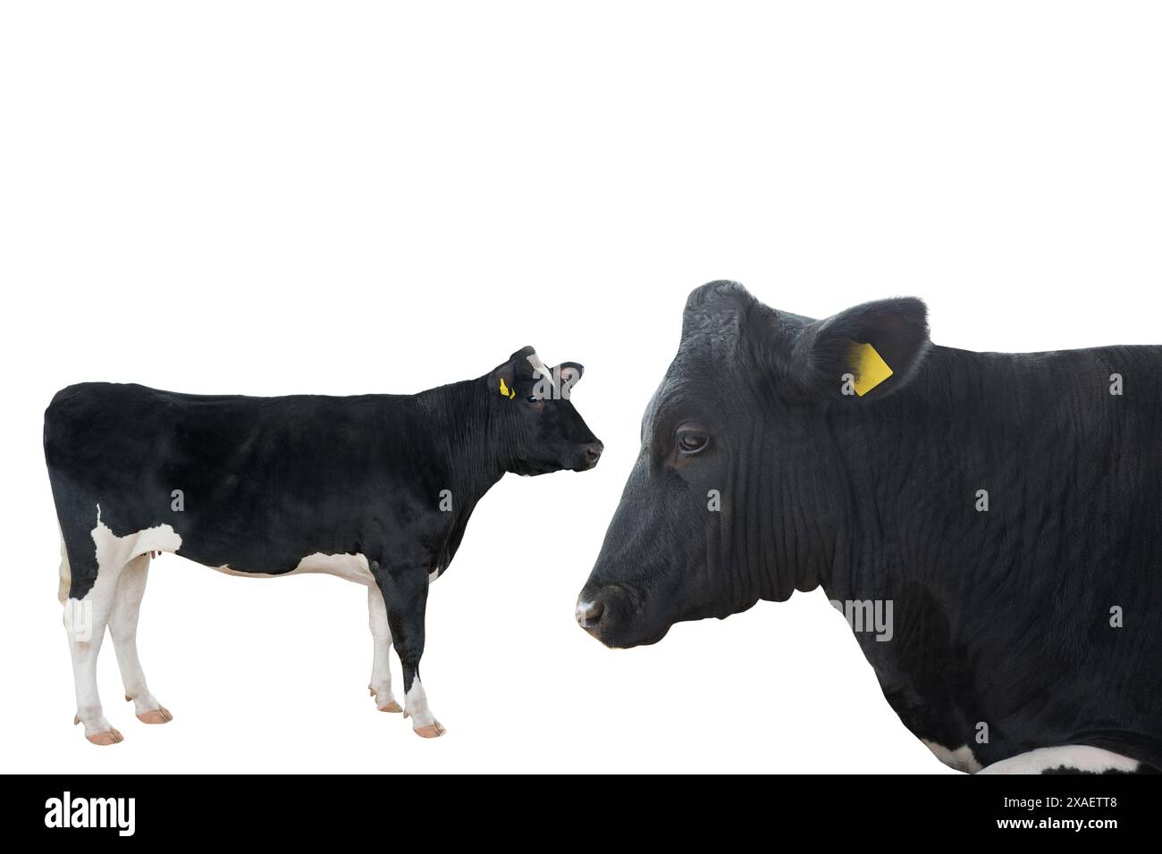 two cow isolated on white background Stock Photo - Alamy