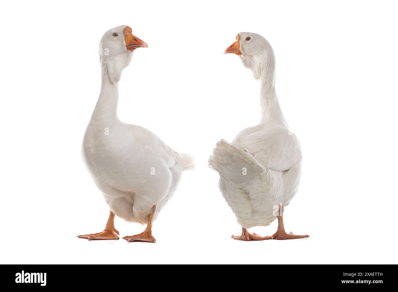 two female geese isolated on white background Stock Photo - Alamy