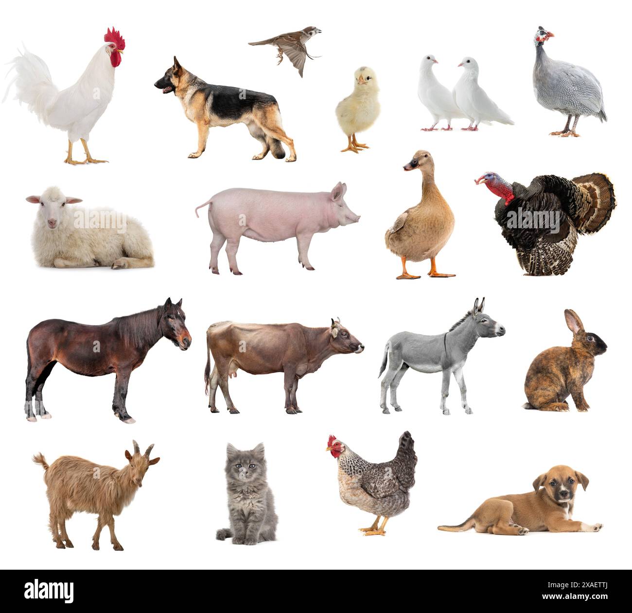 farm animals collage isolated on white background Stock Photo - Alamy
