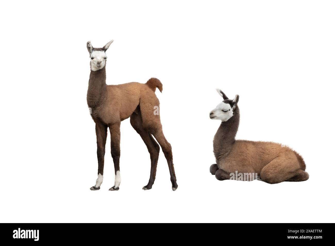 two little llama isolated on white background Stock Photo - Alamy
