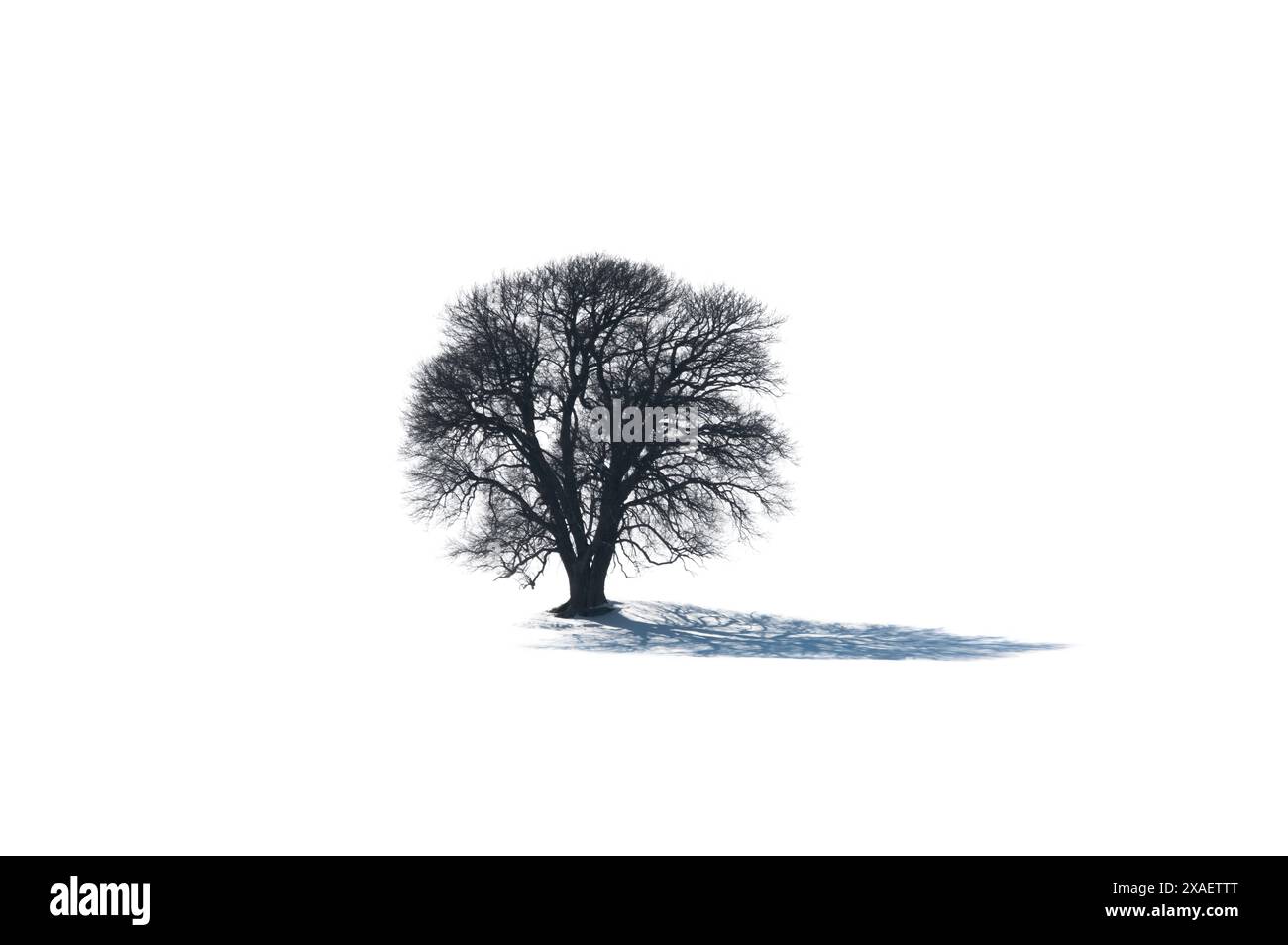 tree with shadow in winter isolated on white background Stock Photo - Alamy