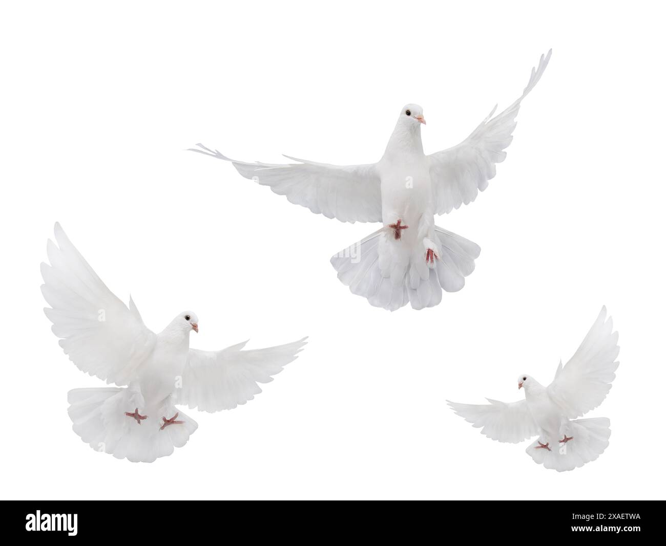 three free flying white dove isolated on a white Stock Photo - Alamy