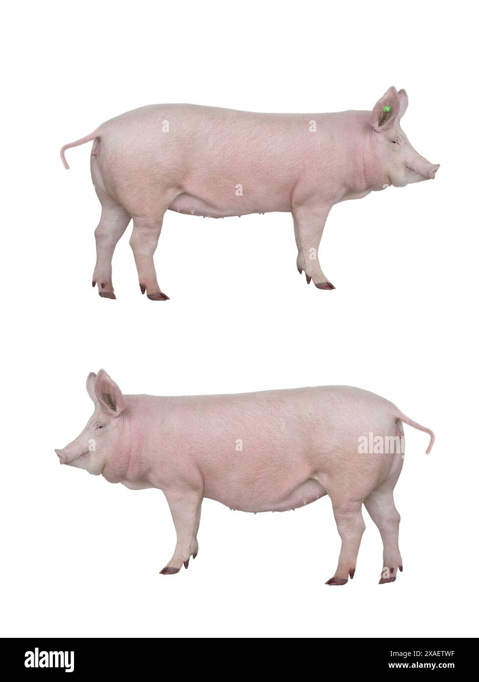 two big pig isolated on white background Stock Photo - Alamy
