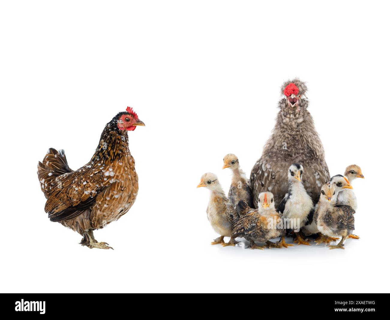 Singing rooster with little chickens isolated on a white background ...