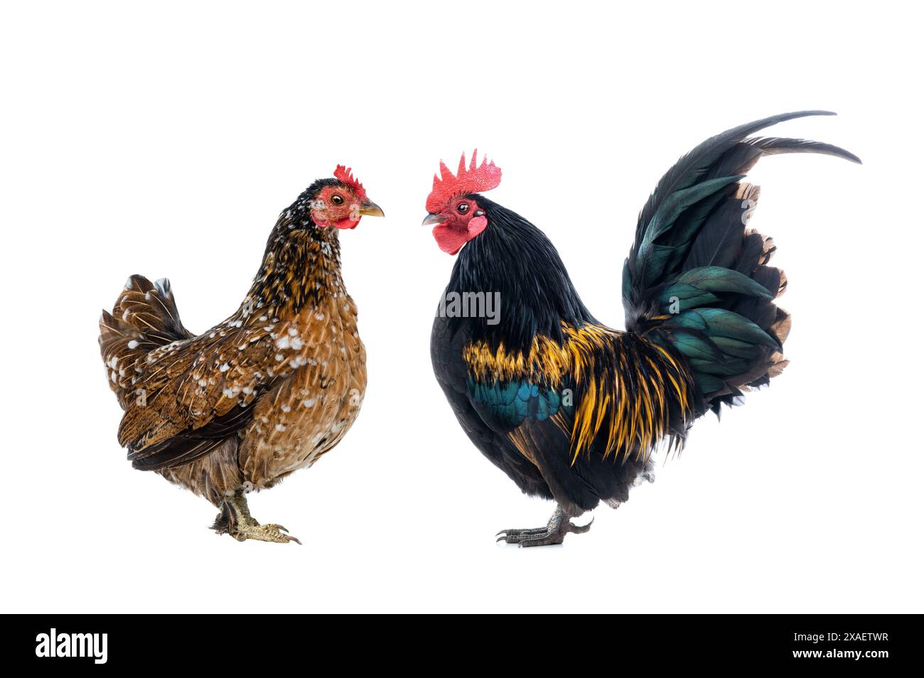 Dwarf Cockerel and Brown chicken isolated on a white background Stock ...