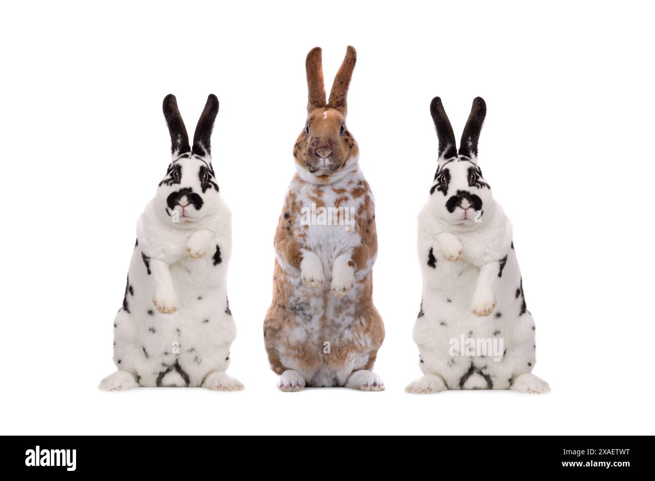 Standing rabbit hi-res stock photography and images - Alamy