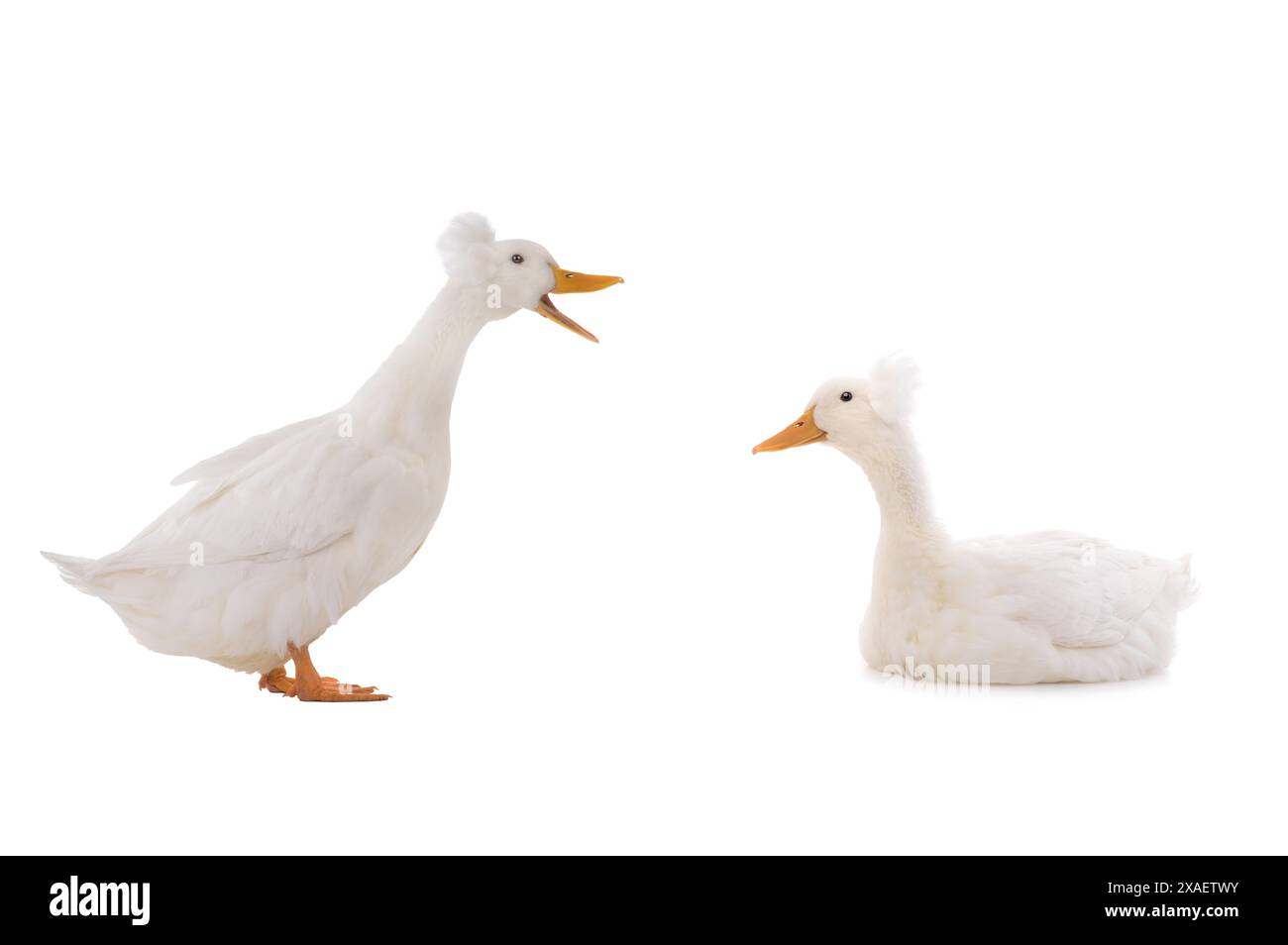 two white duck isolated on a white background Stock Photo - Alamy