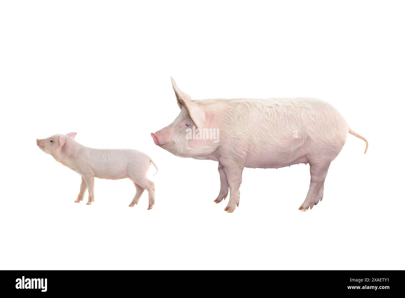 big pig and piglet isolated on white background Stock Photo - Alamy