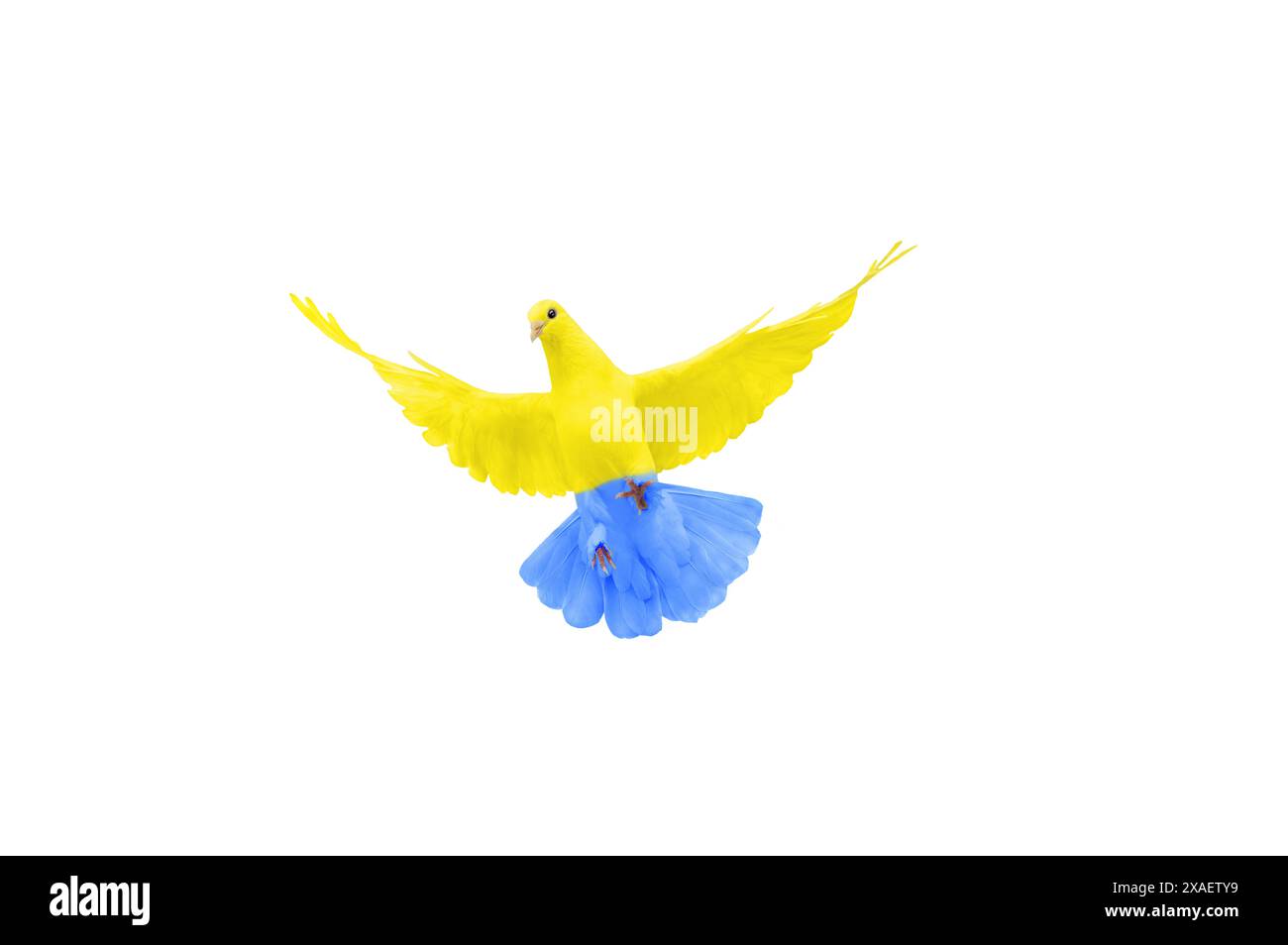 dove of peace with the colors of the Ukrainian flag in flight isolated ...
