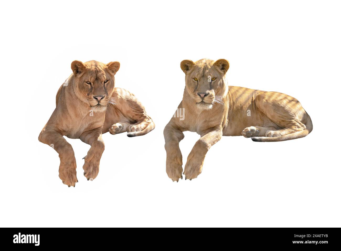 Two lioness hi-res stock photography and images - Alamy