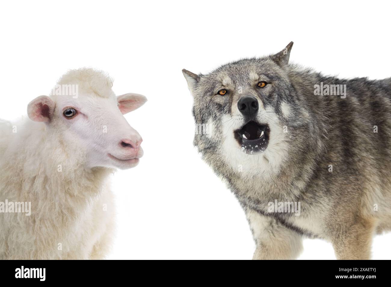 wolf and sheep portrait isolated on a white background Stock Photo - Alamy