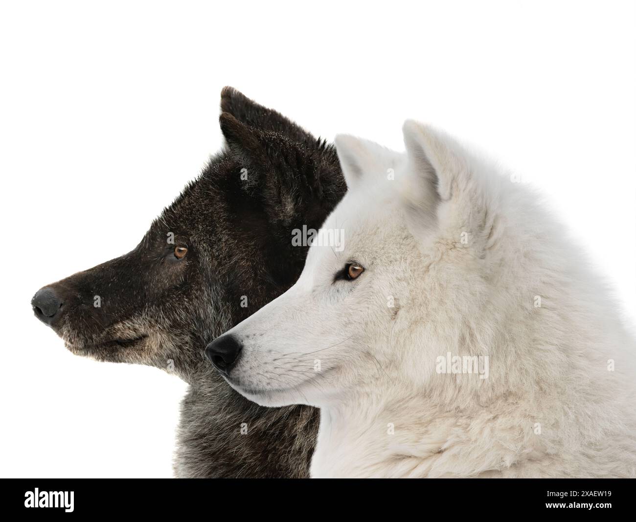 canadian wolf and polar wolf isolated on white background Stock Photo ...