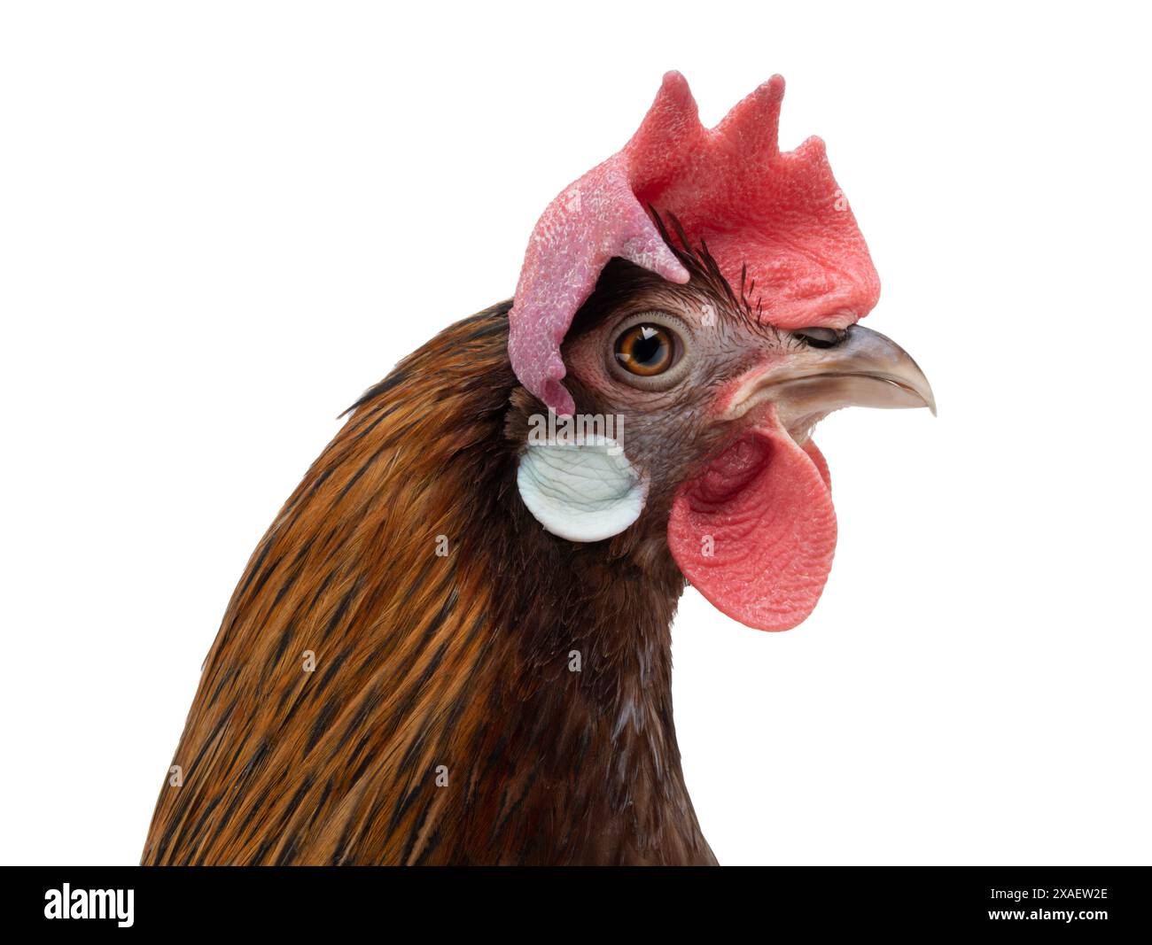 chicken portrait isolated on white background Stock Photo - Alamy