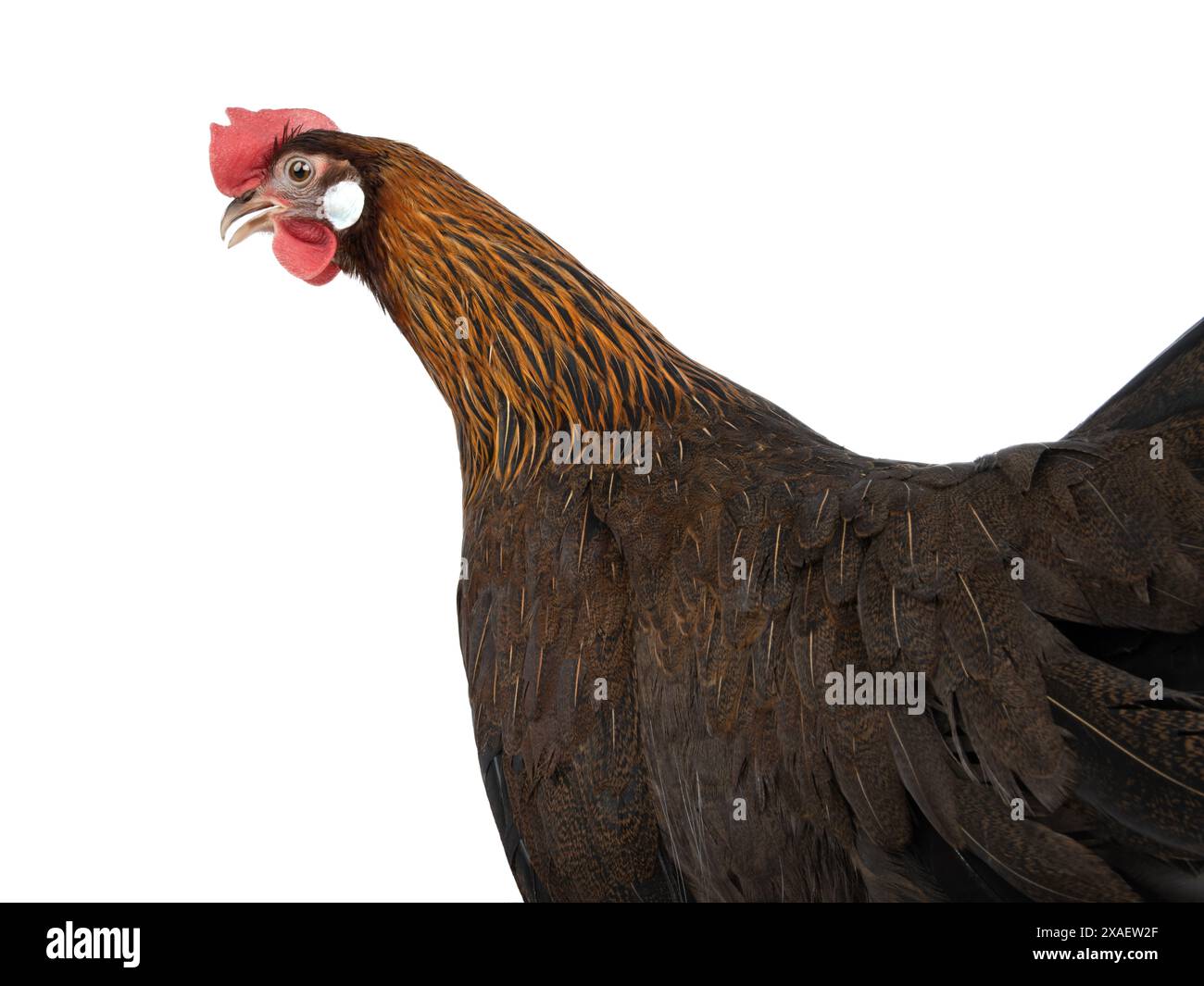 chicken portrait isolated on white background Stock Photo - Alamy