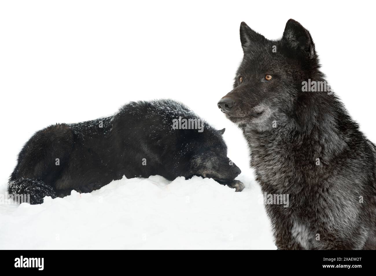 canadian wolf on patrol on a white background Stock Photo - Alamy