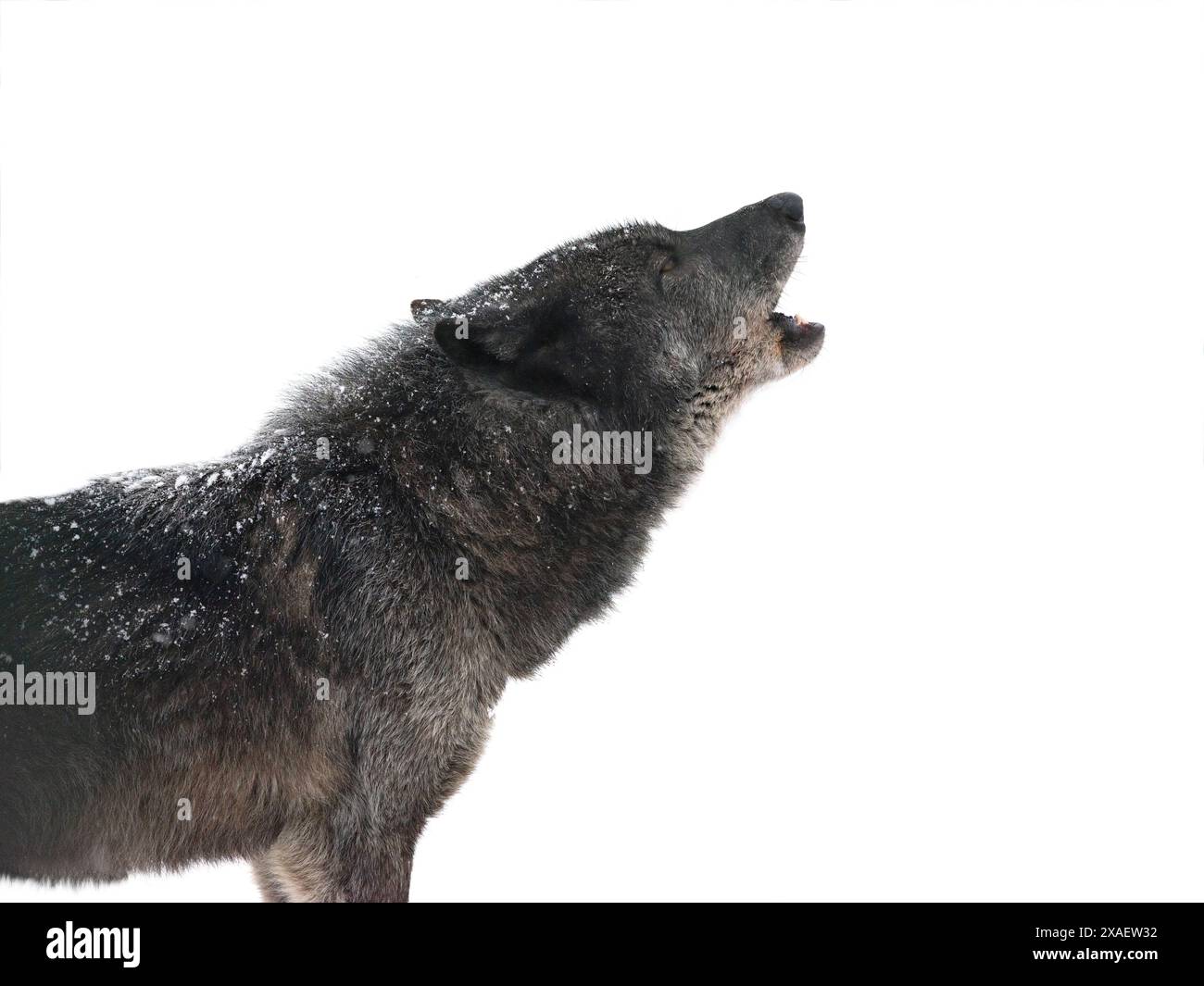 howl canadian wolf isolated on white background Stock Photo - Alamy