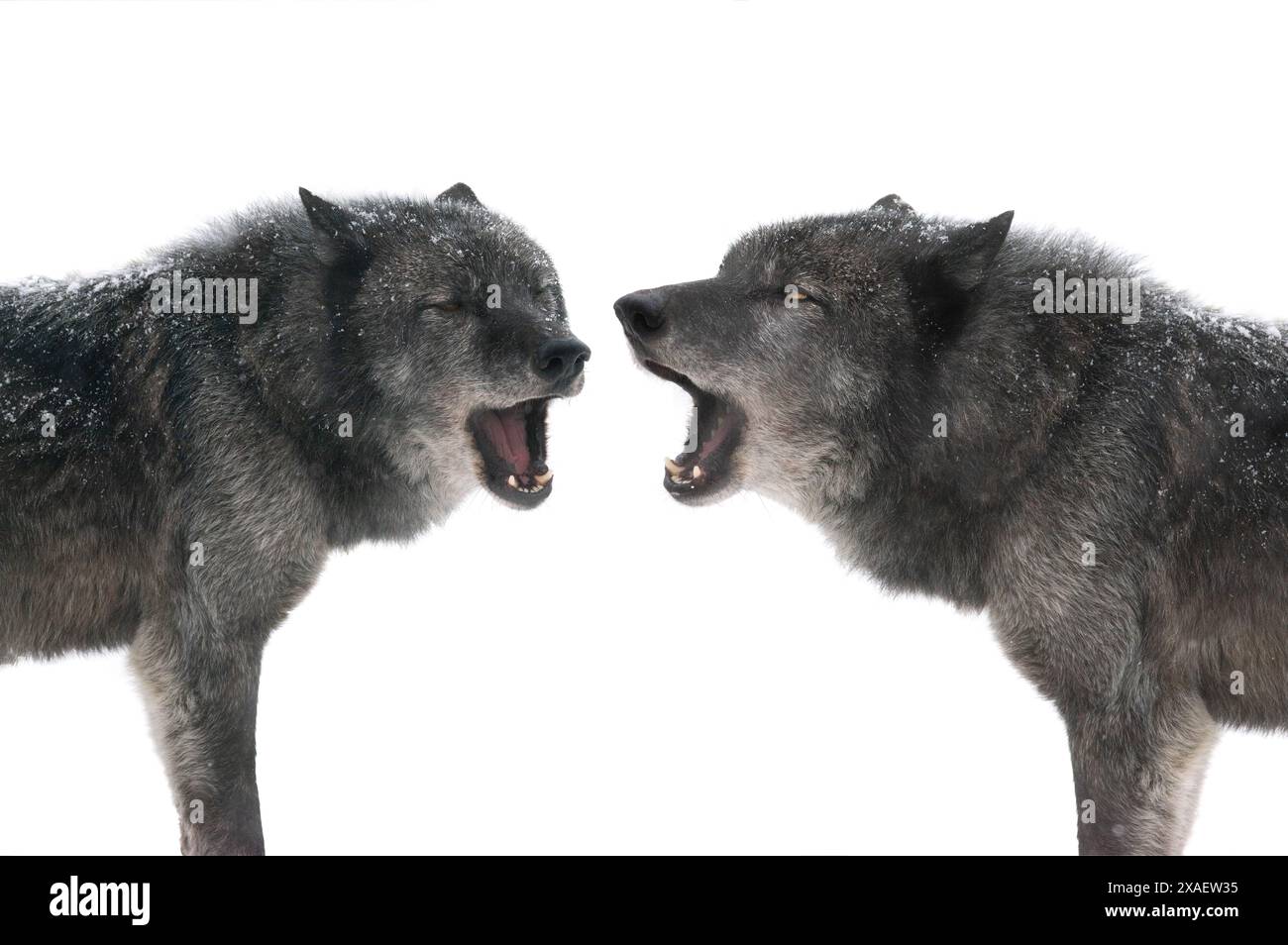 two canadian wolf howl isolated on white background Stock Photo - Alamy