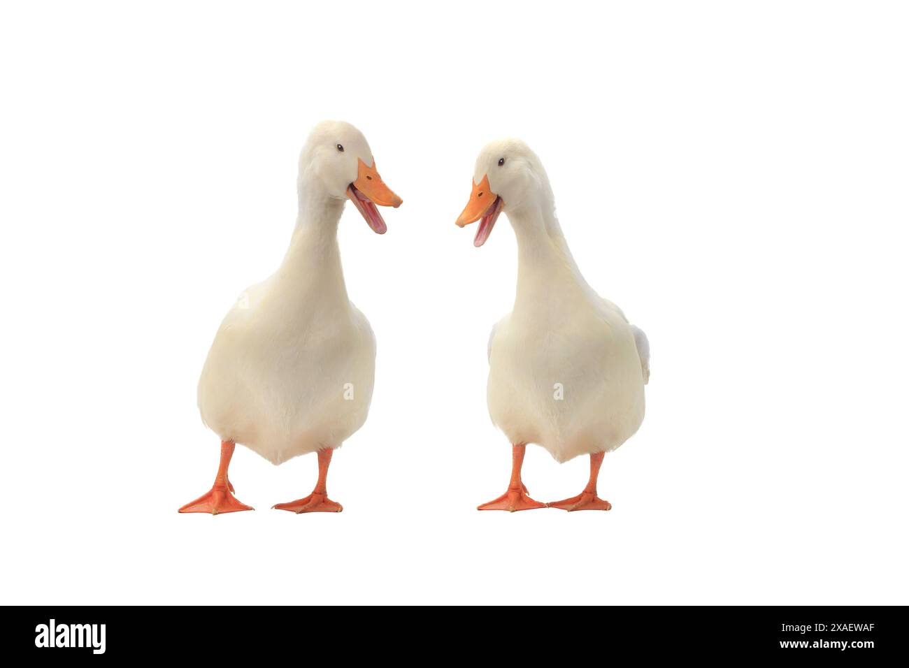 Two swimming ducks Cut Out Stock Images & Pictures - Alamy
