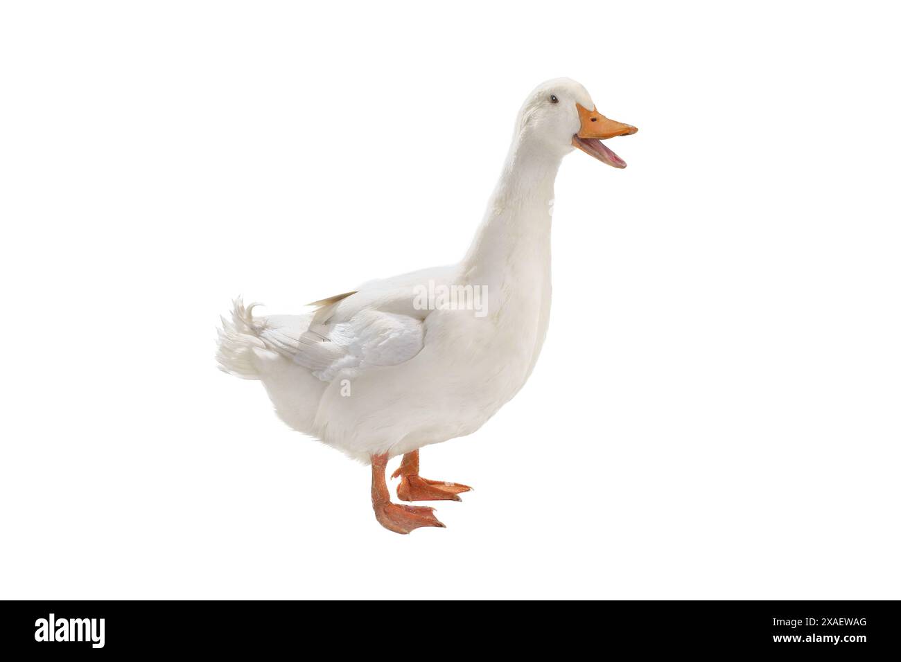 duck with open mouth isolated on white background Stock Photo - Alamy