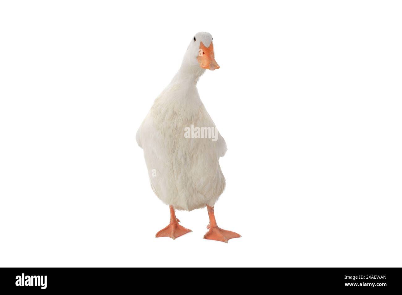 surprised duck isolated on white background Stock Photo - Alamy