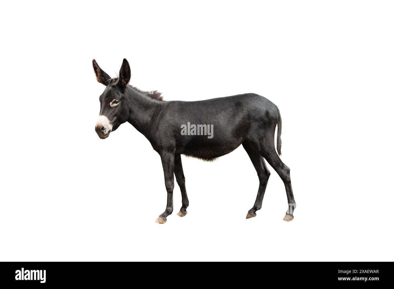 Black white donkey profile hi-res stock photography and images - Alamy