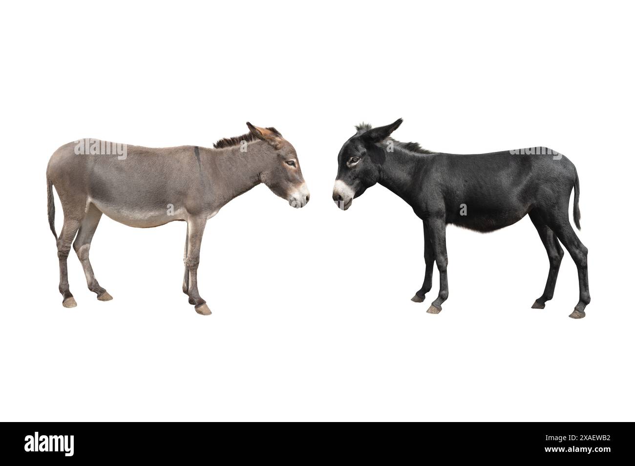 gray donkey and black donkey isolated on white background Stock Photo ...