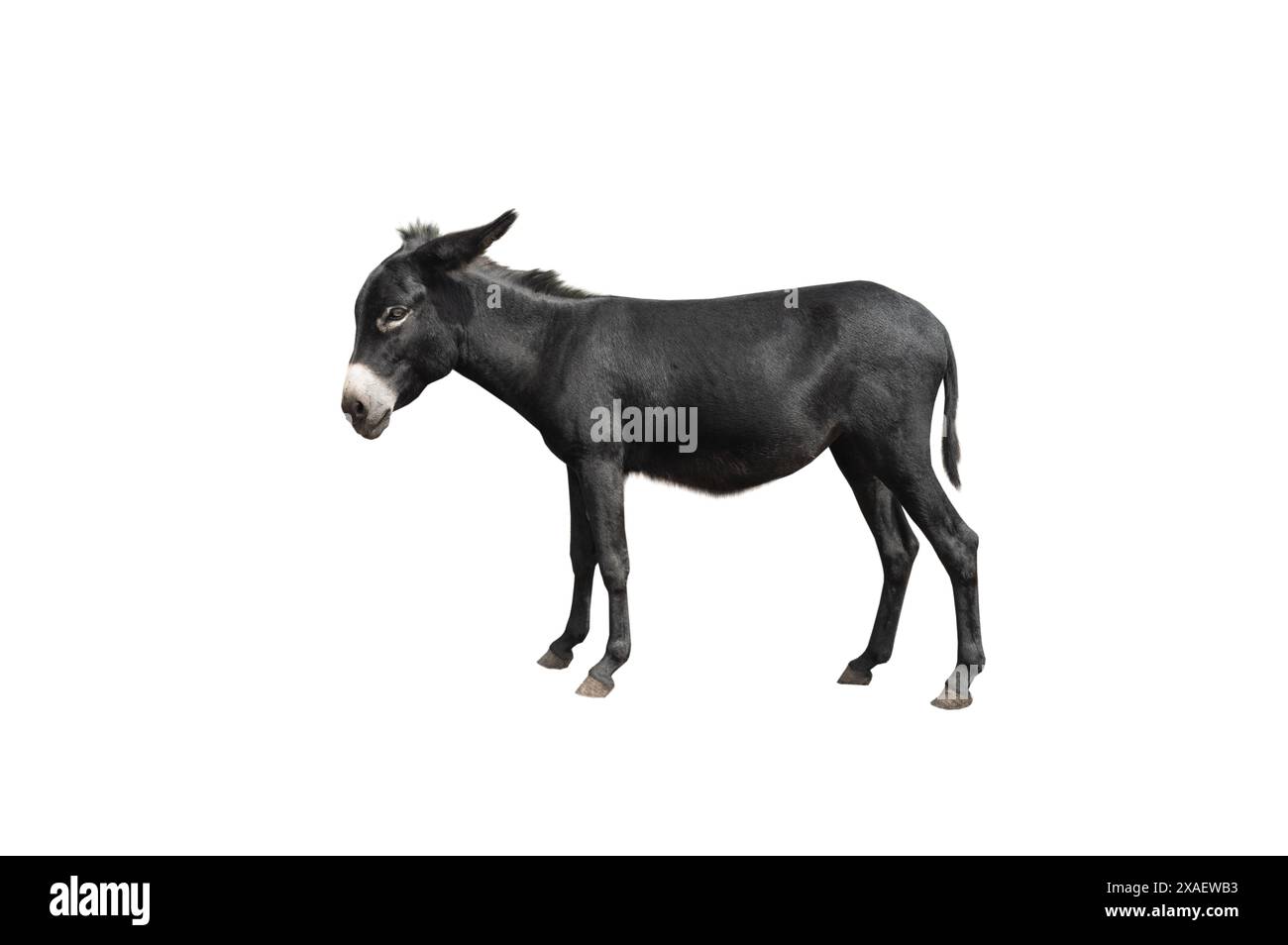 Black white donkey profile hi-res stock photography and images - Alamy