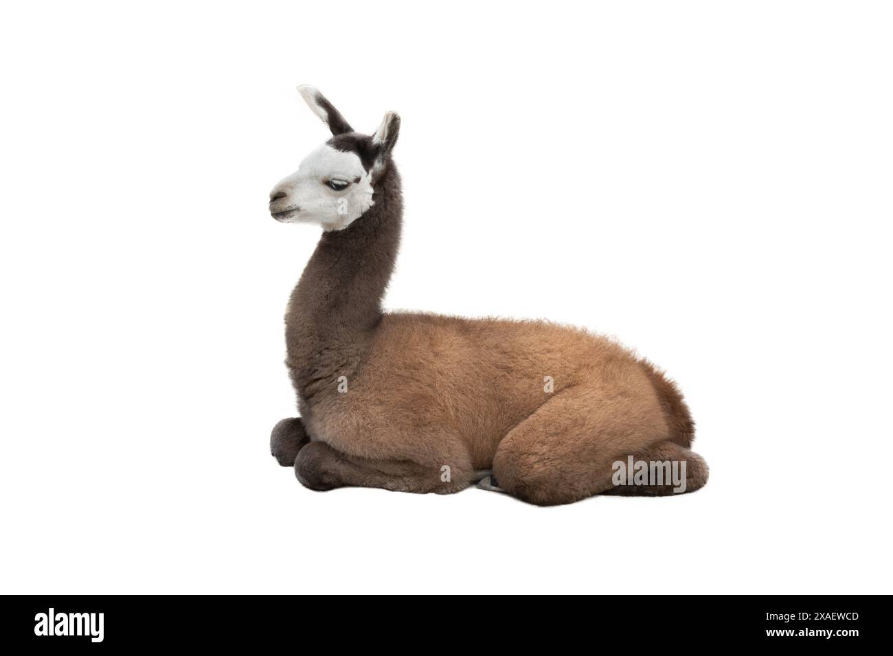 Zoo lama Cut Out Stock Images & Pictures - Alamy